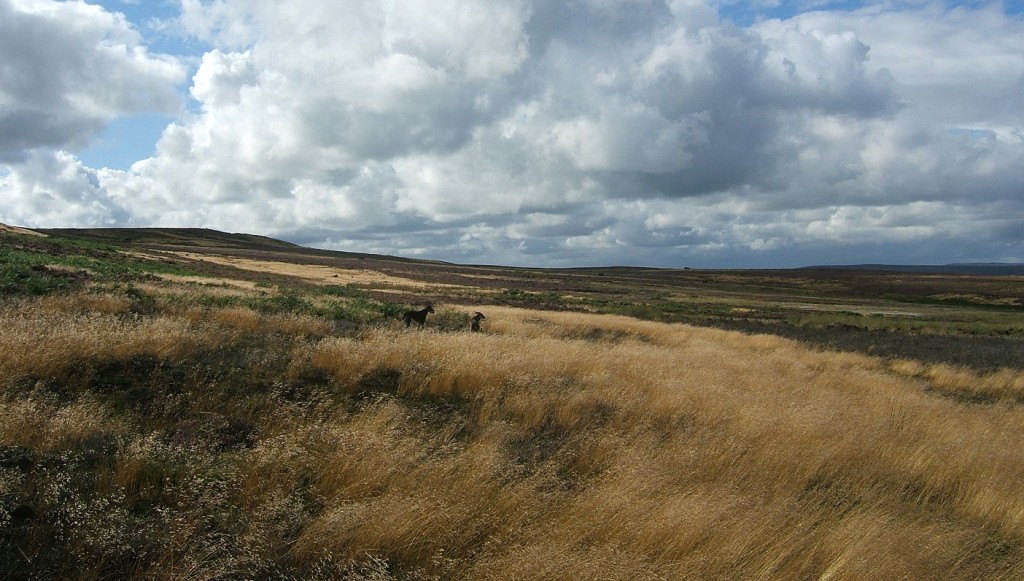 Lurchers for Beginners - greydogtales