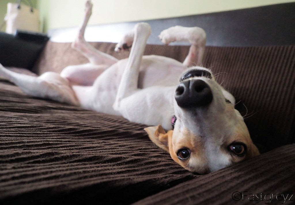 Lurcher for Beginners 9: Bitey Face! - greydogtales